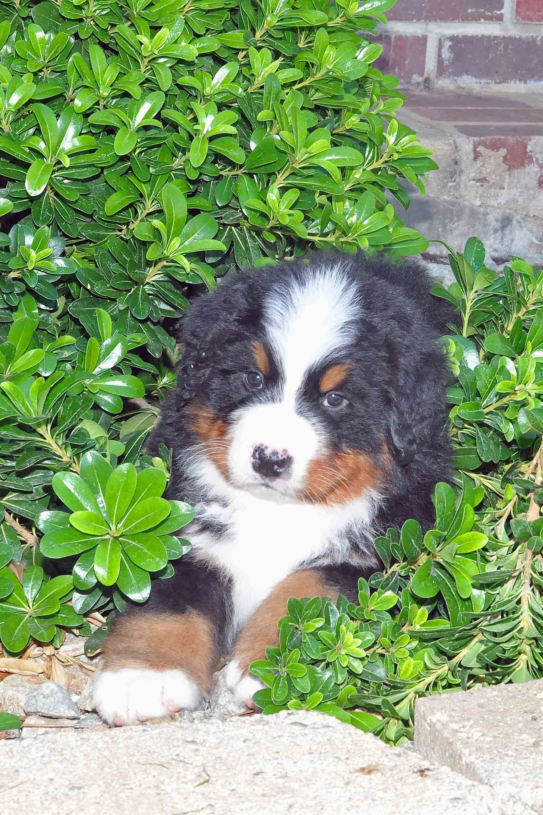 Puppies Photos – Sunshine Bernese