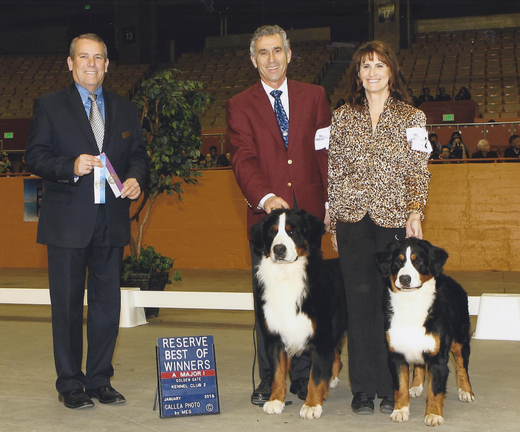 Miles – Sunshine Bernese