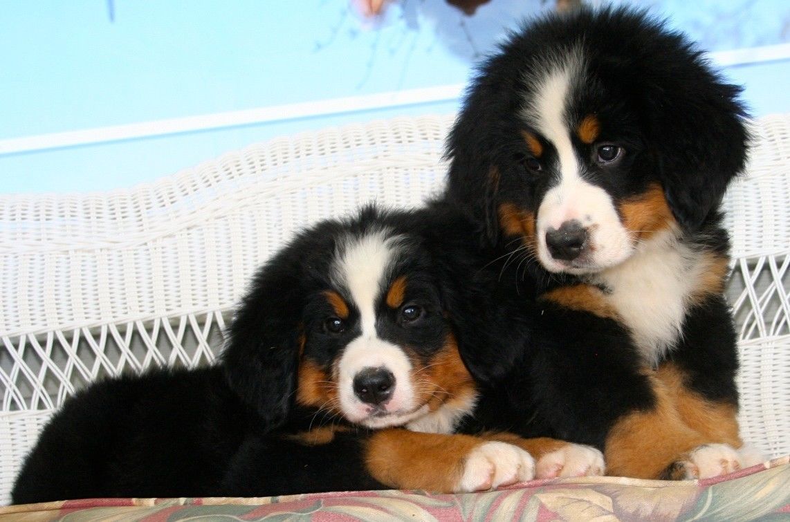 Puppies – Sunshine Bernese