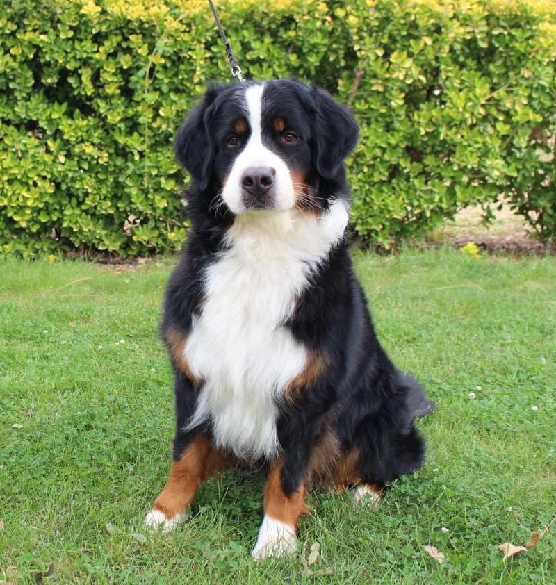 LATEST LITTER – Sunshine Bernese
