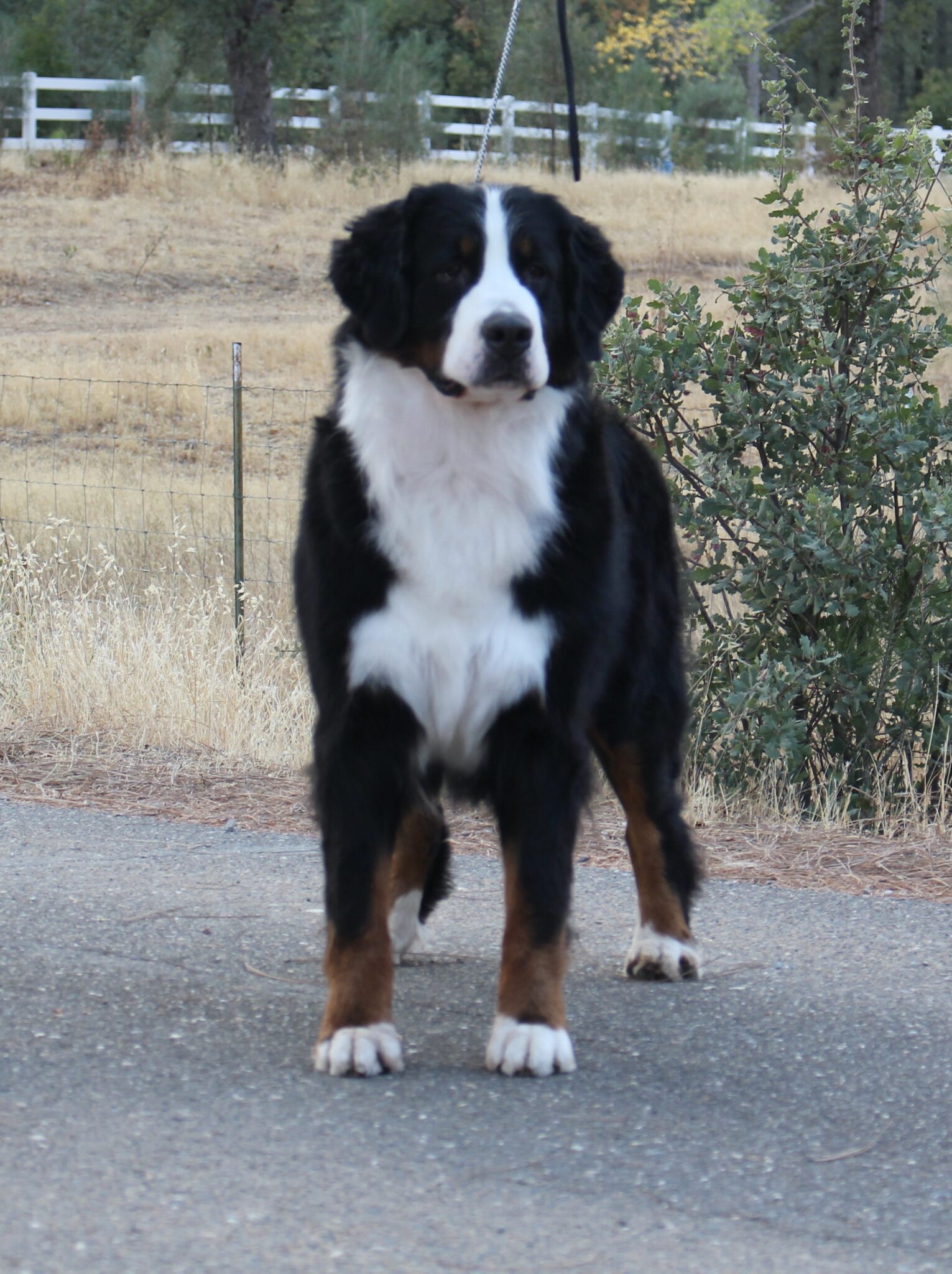Next Breeding – Sunshine Bernese