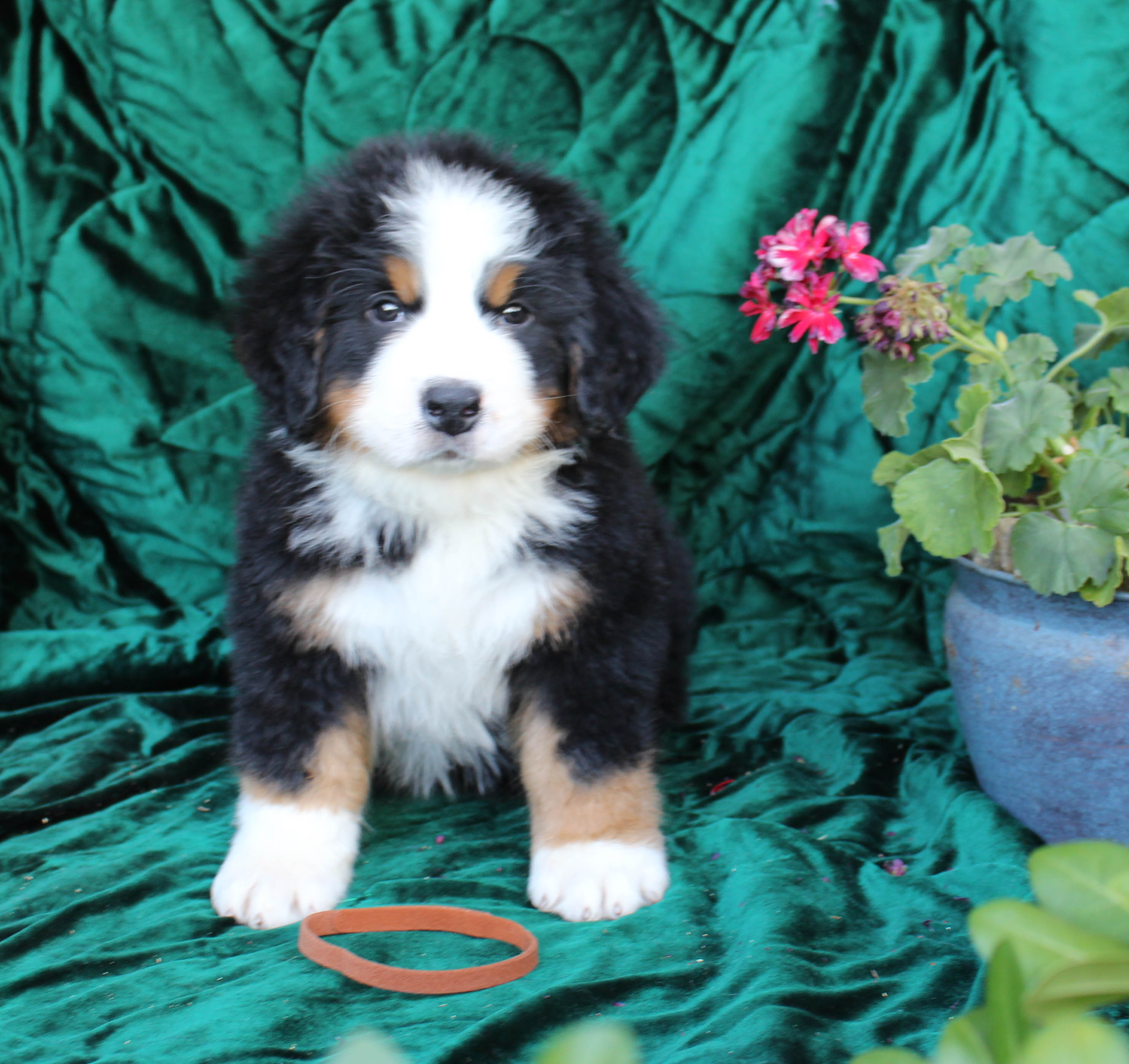 brownboytrisha – Sunshine Bernese