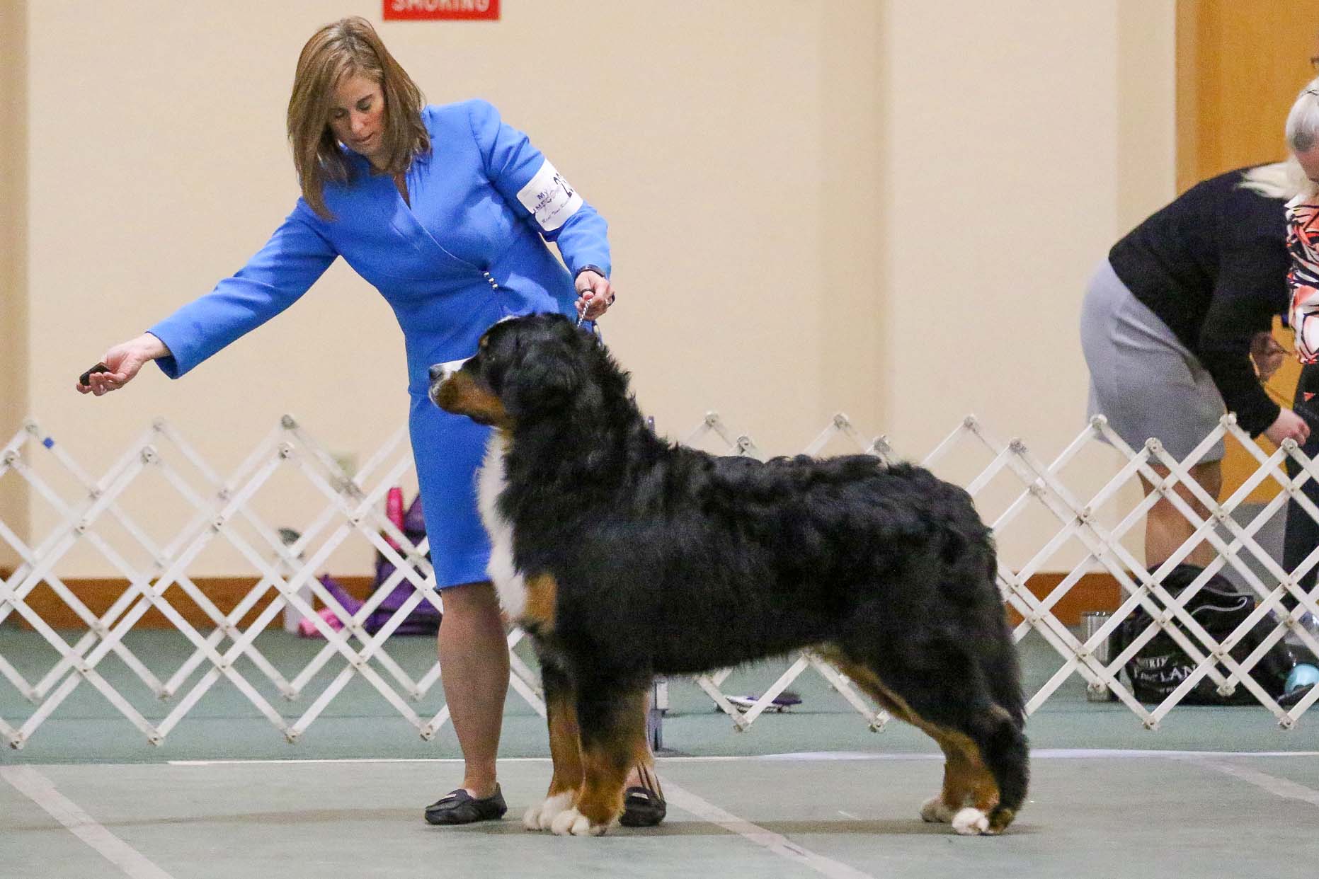 Newest Winners – Sunshine Bernese