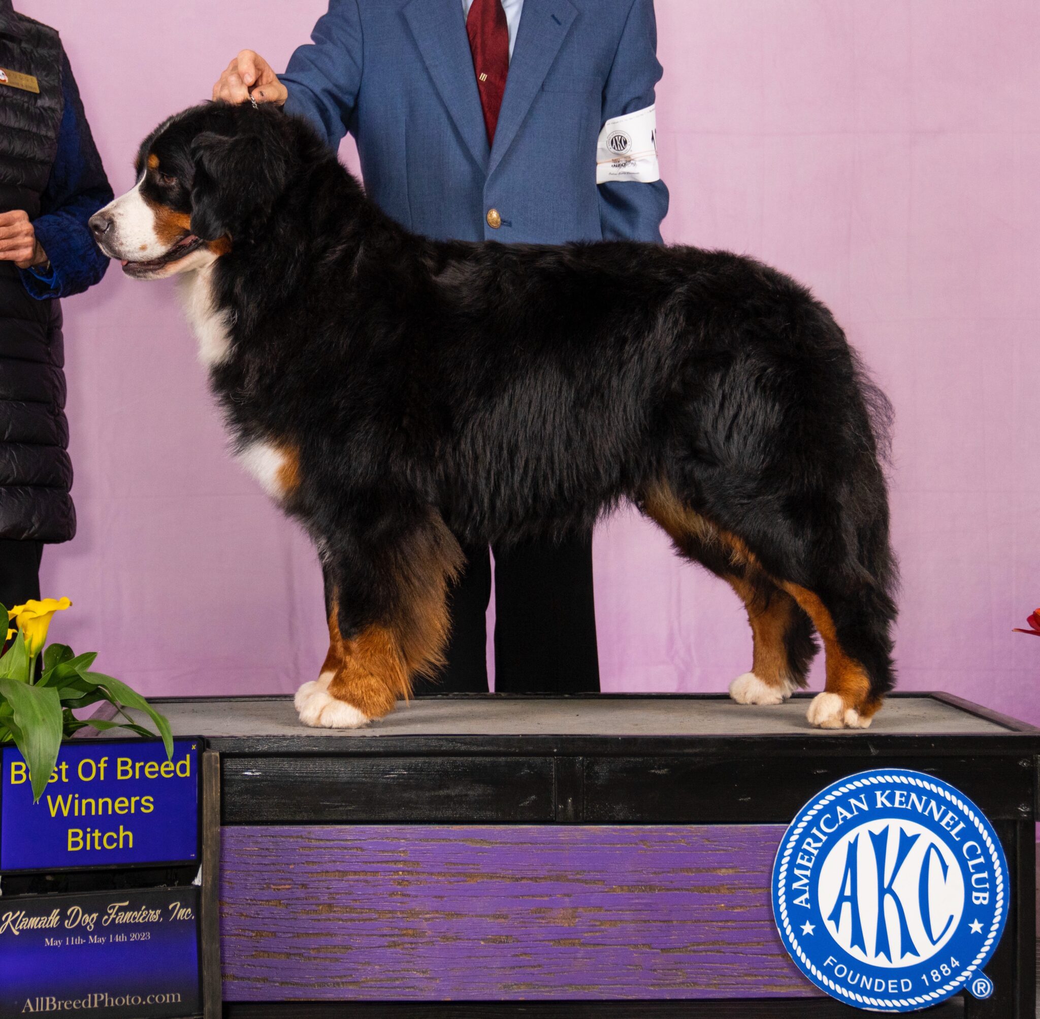 LATEST LITTER – Sunshine Bernese