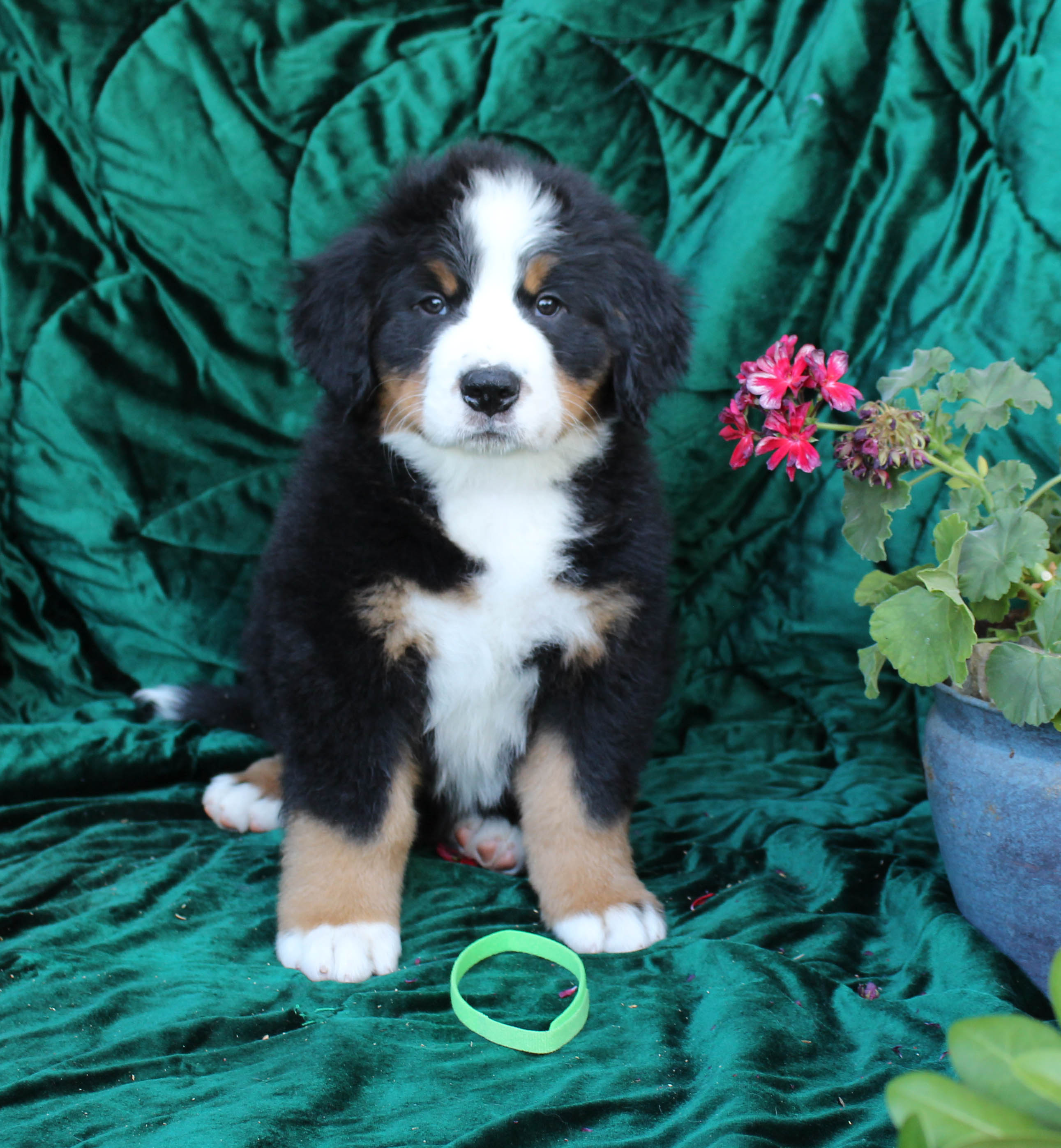 greenboytrisha – Sunshine Bernese