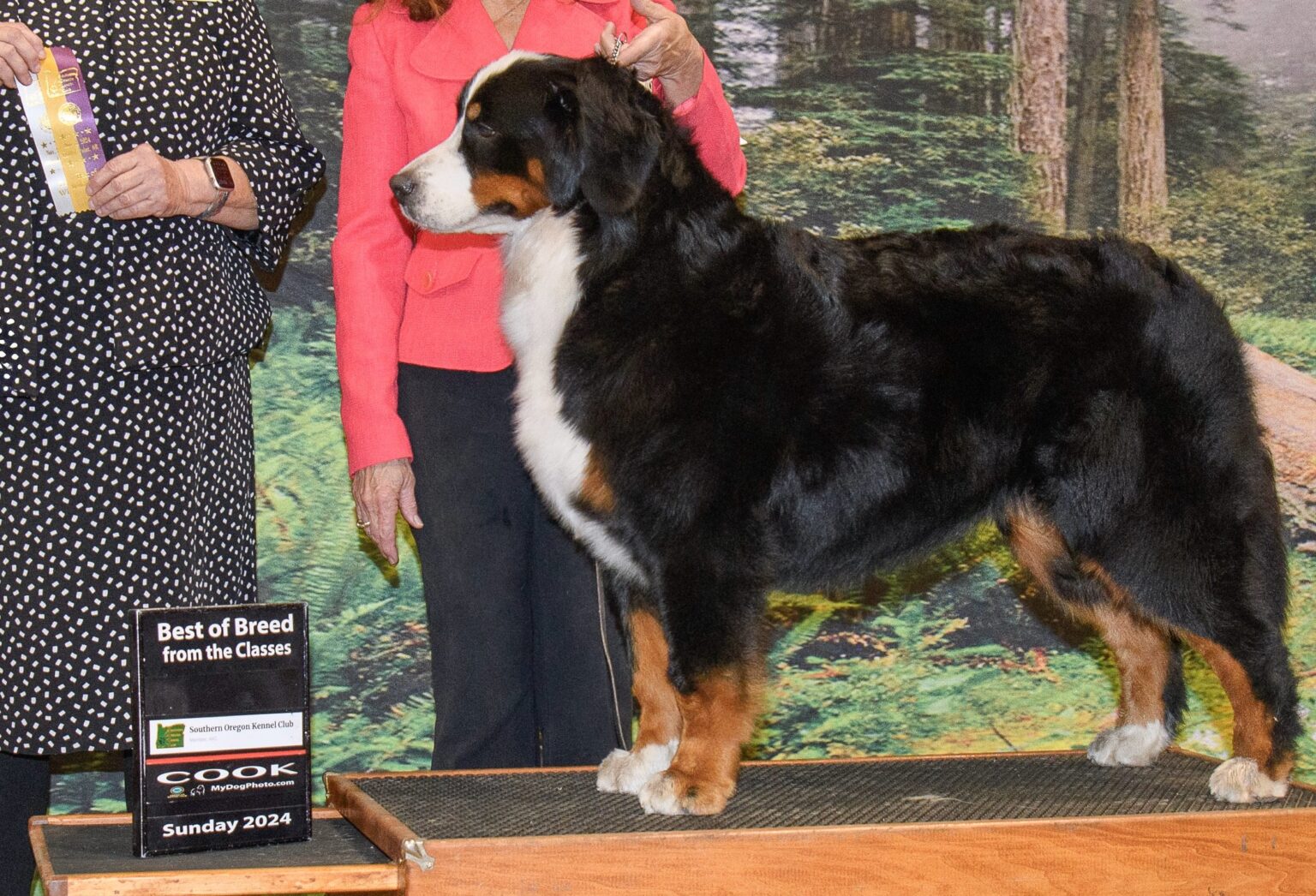 Next Breeding – Sunshine Bernese