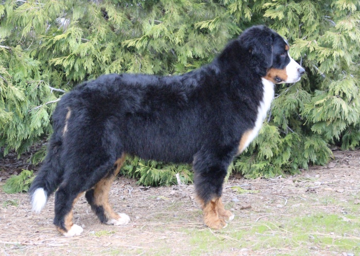 Next Breeding – Sunshine Bernese