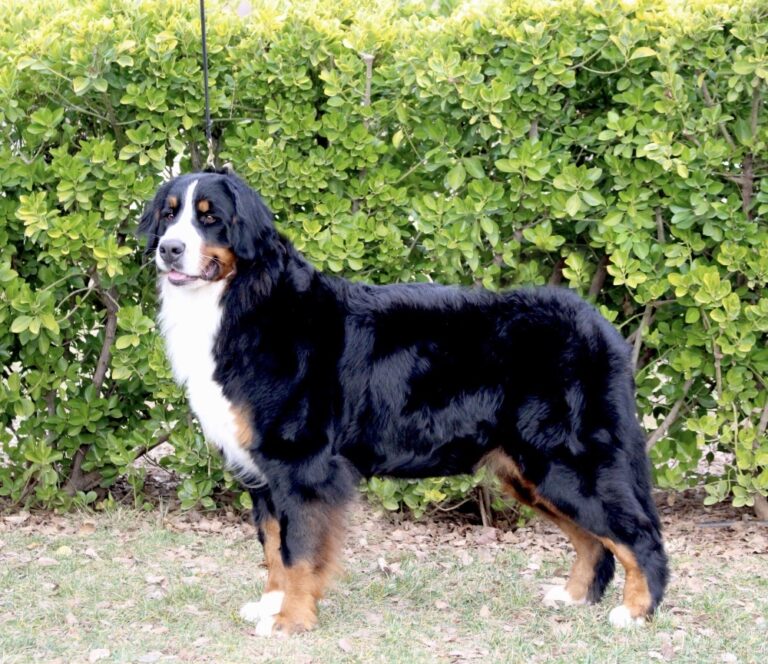 LATEST LITTER – Sunshine Bernese