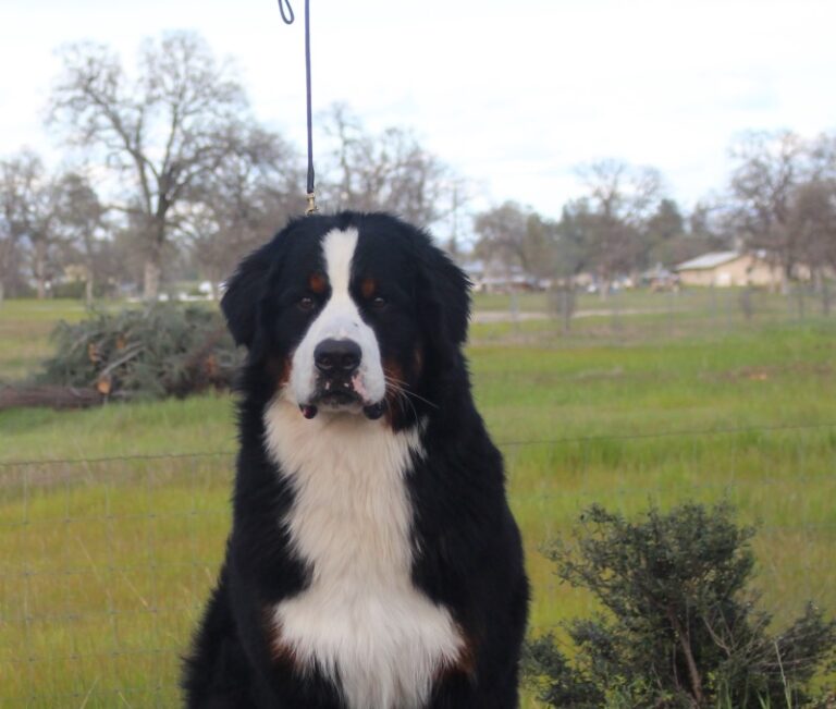 Next Breeding – Sunshine Bernese