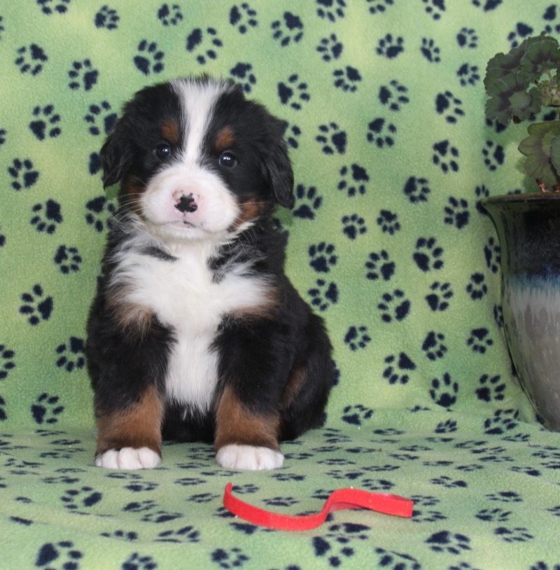 LATEST LITTER – Sunshine Bernese