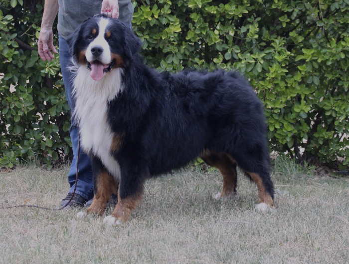 LATEST LITTER – Sunshine Bernese