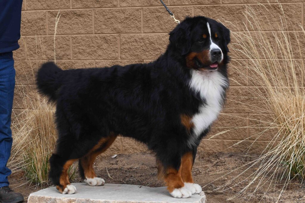 Next Breeding – Sunshine Bernese