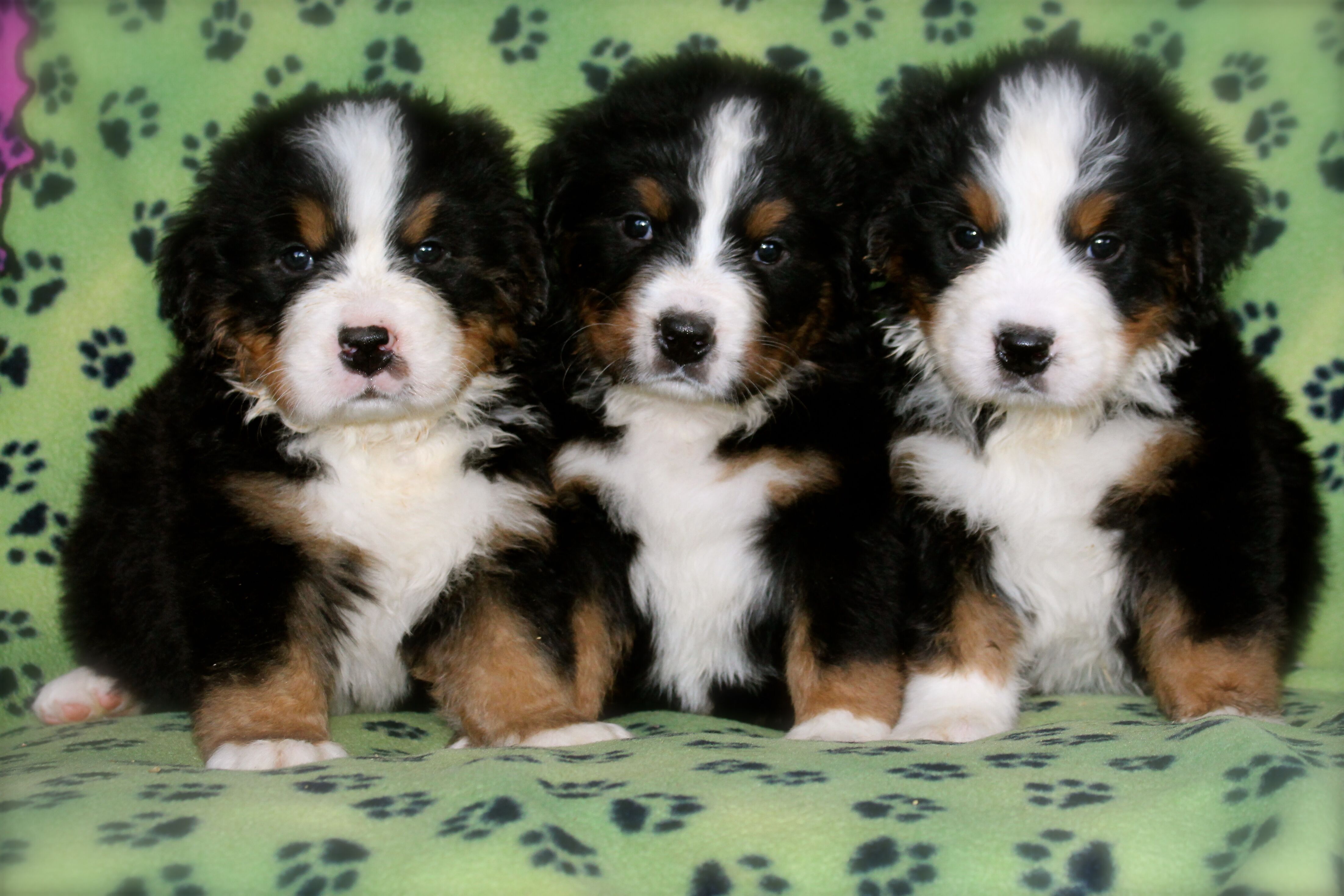 trishaboys5weeks2 – Sunshine Bernese
