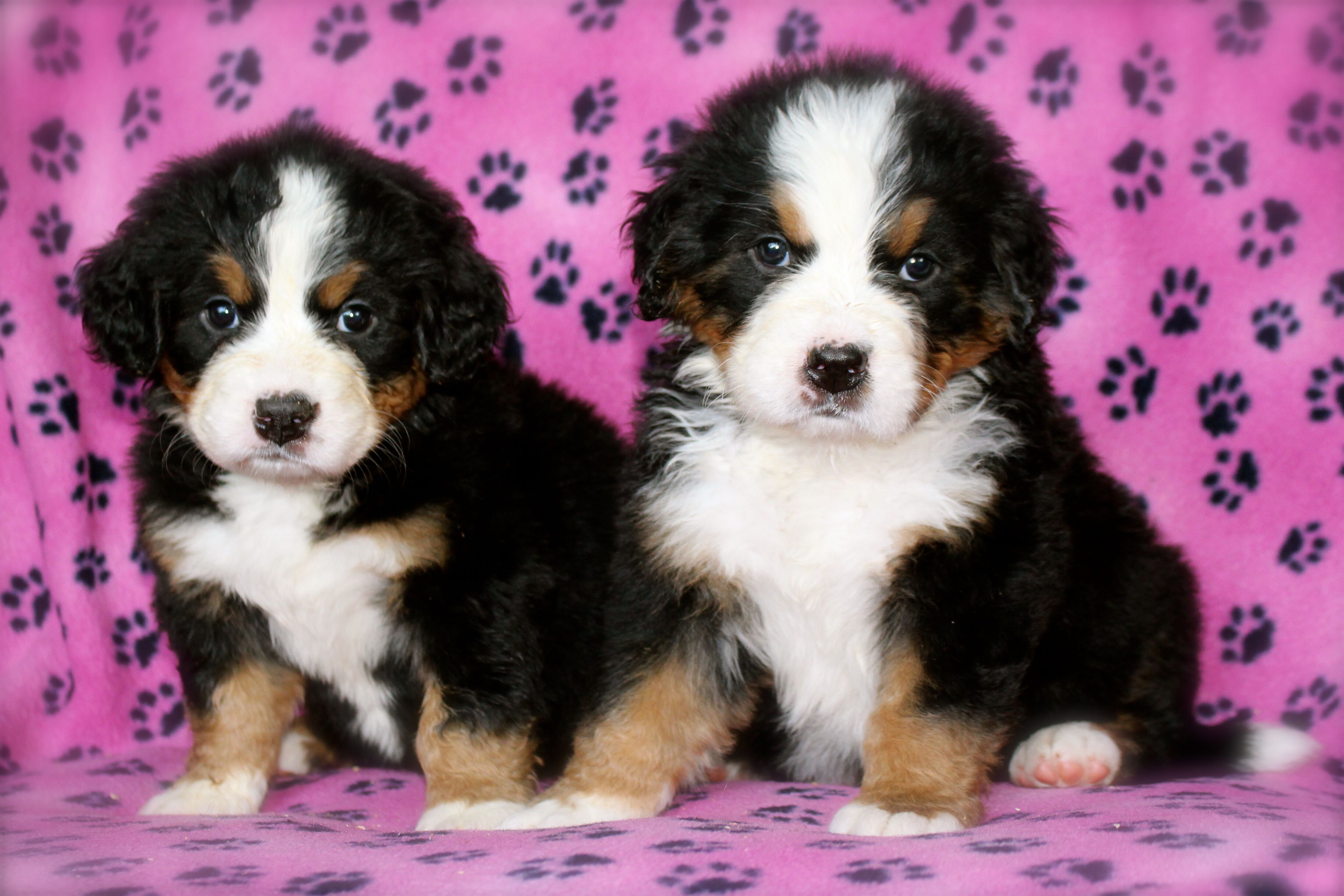 trishagirls5weeks3 – Sunshine Bernese