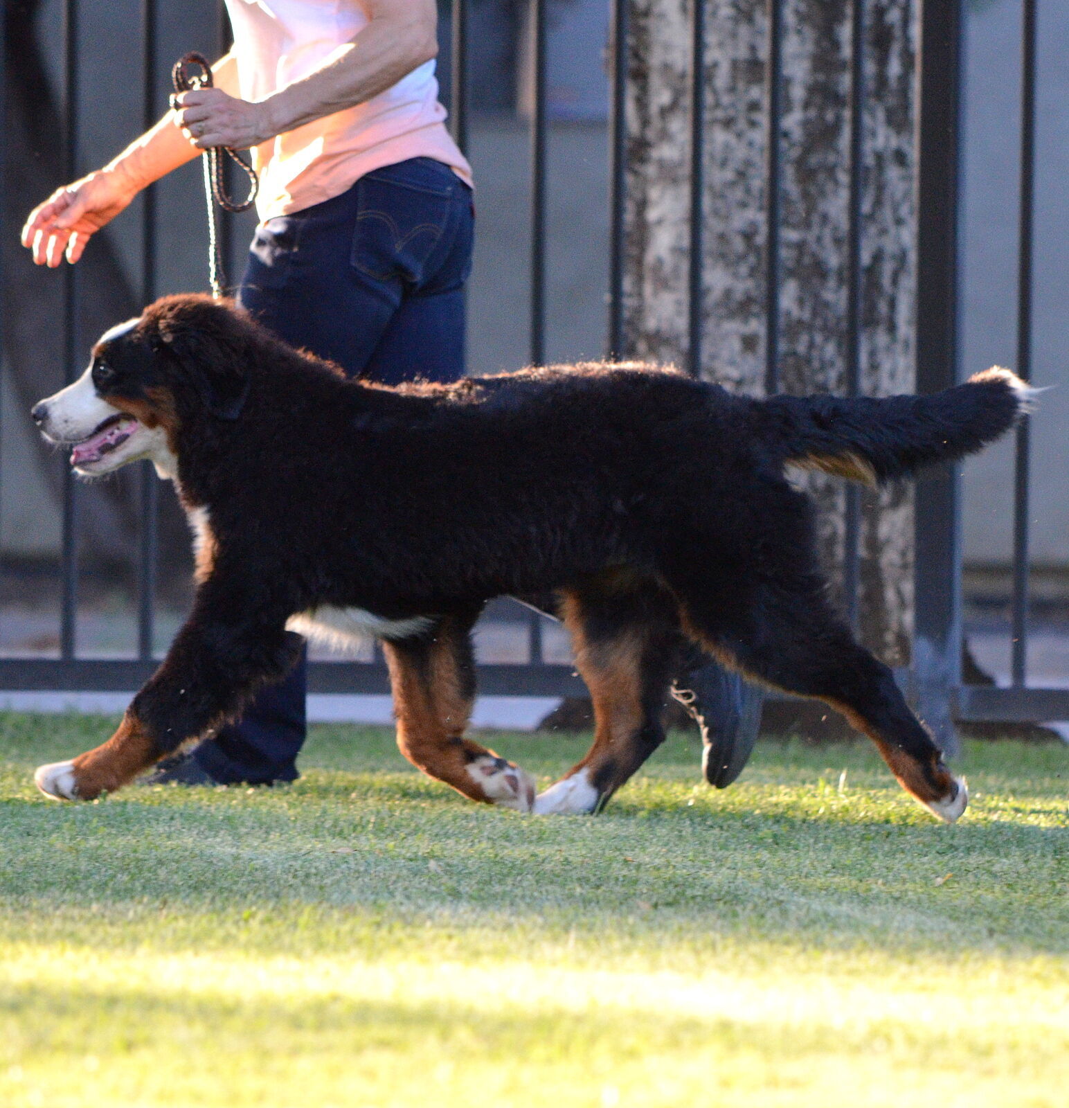 Berners In Action – Sunshine Bernese